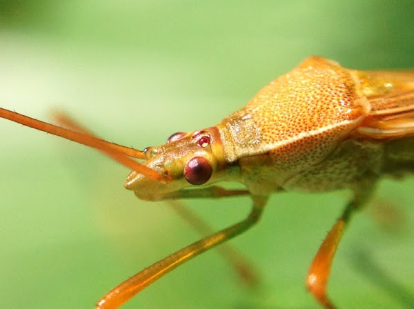 Slender Rice Bug | Project Noah