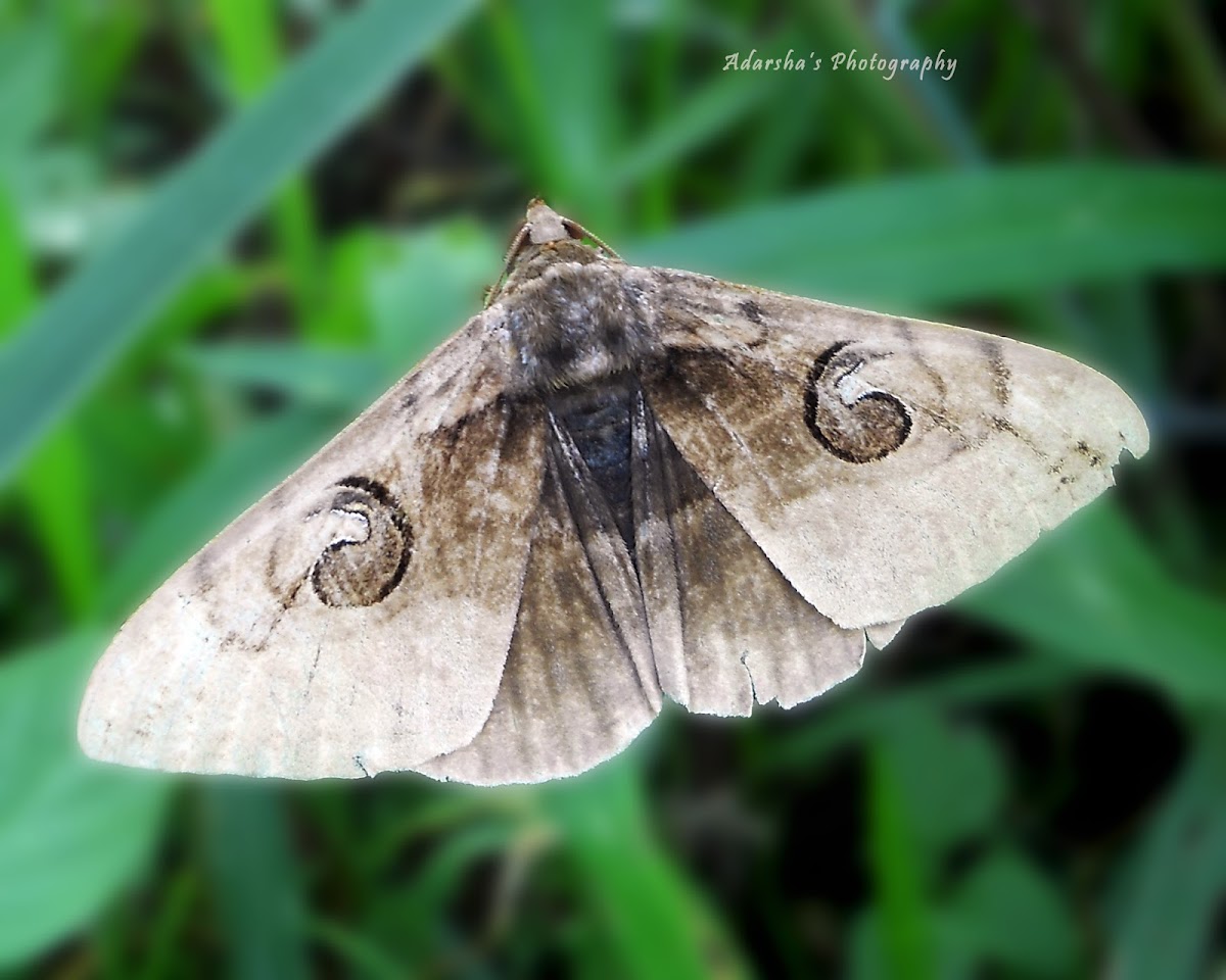 Indian owlet moth | Project Noah