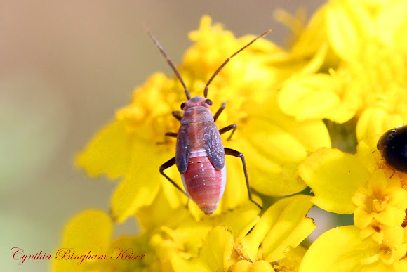 Scarlet Plant Bug nymph | Project Noah