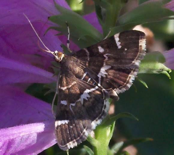 Hawaiian Beet Webworm | Project Noah
