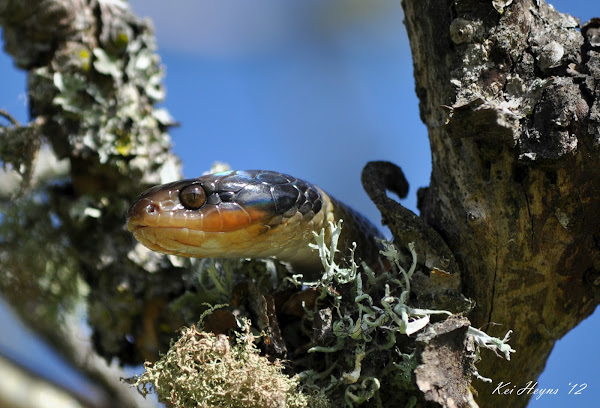 Red-Lipped Herald | Project Noah