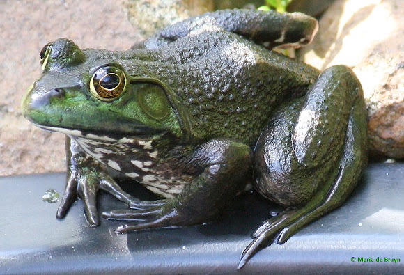 American bullfrog | Project Noah