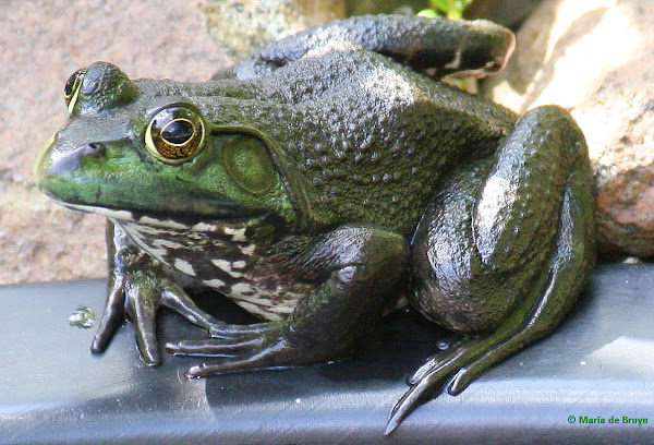 American bullfrog | Project Noah