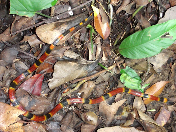 Central American Coral Snake | Project Noah