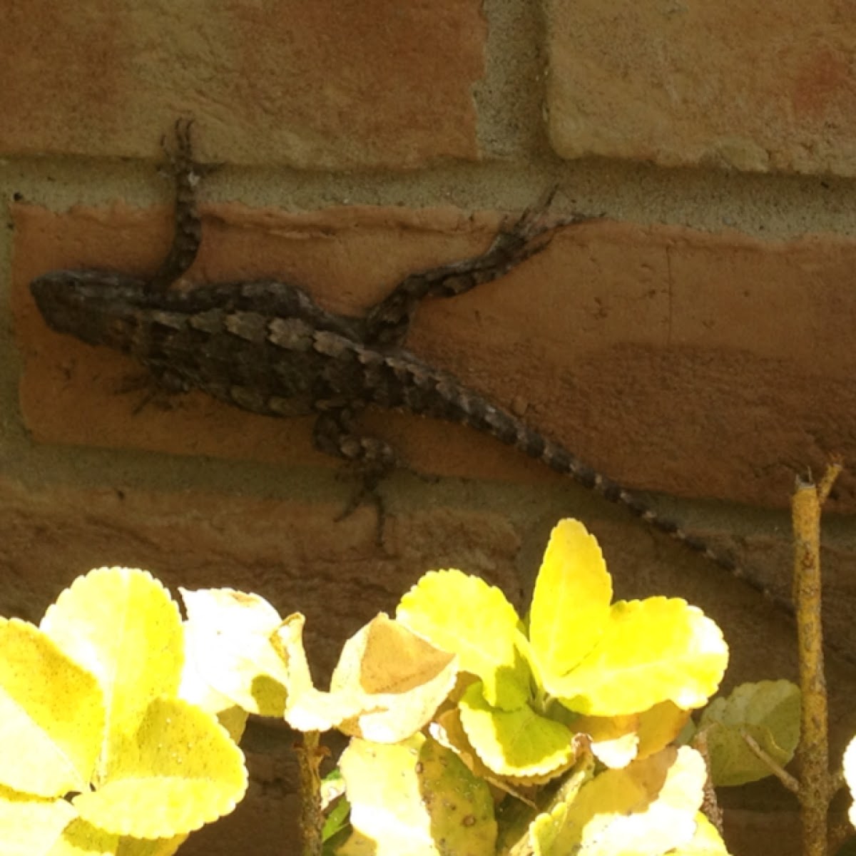 Texas Spiny Lizard | Project Noah