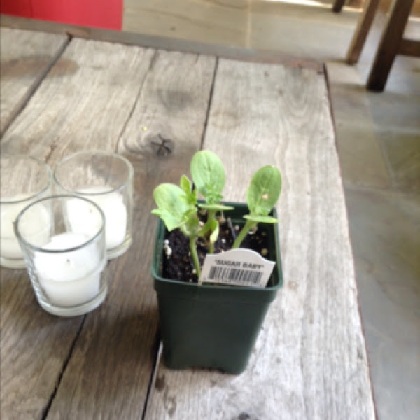 Sugar baby | Project Noah