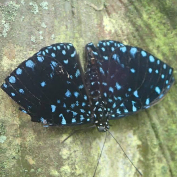 Starry night cracker | Project Noah