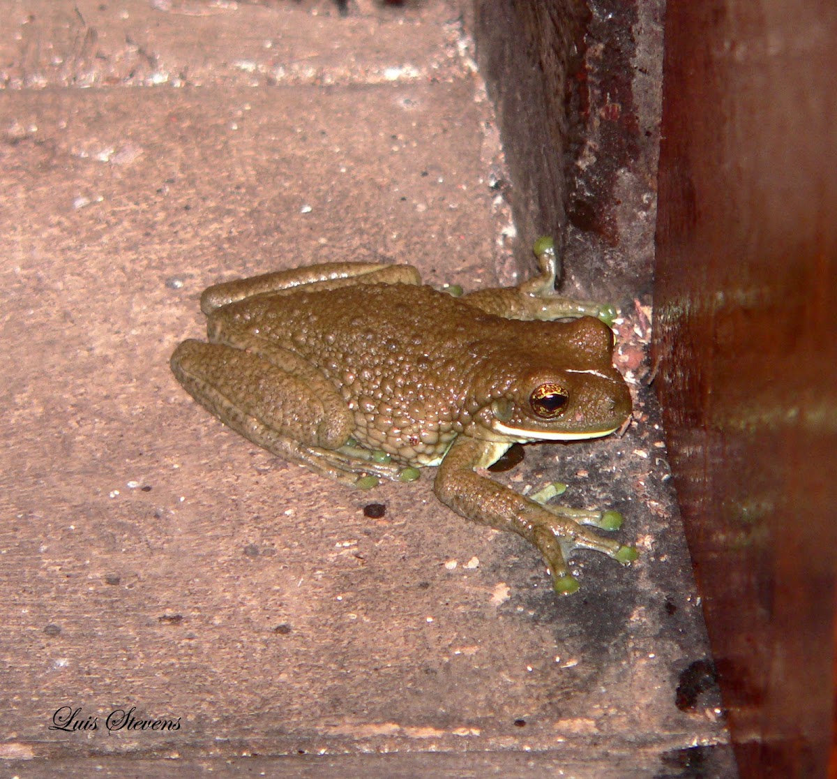 Spotting | Project Noah