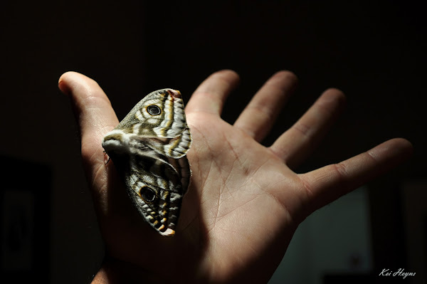 Southern Marbled Emperor | Project Noah