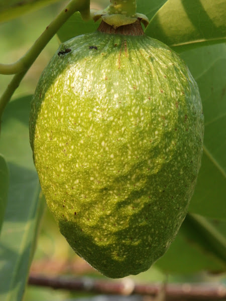 Pond Apple | Project Noah