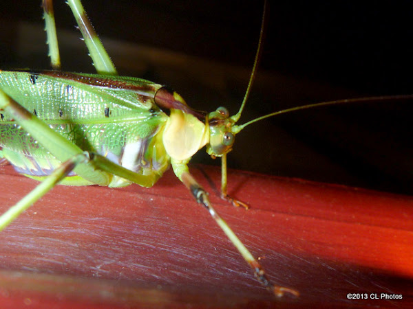 Spotted Katydid | Project Noah