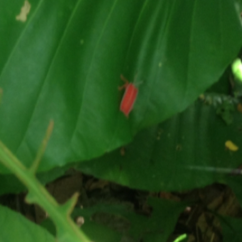 Red shield bug | Project Noah