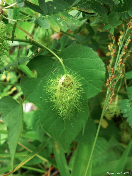 Carnivorous Basket-like Seed Pods of a Passion Flower | Project Noah