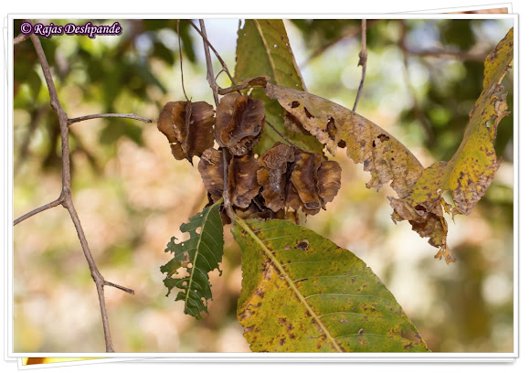 Arjun tree | Project Noah