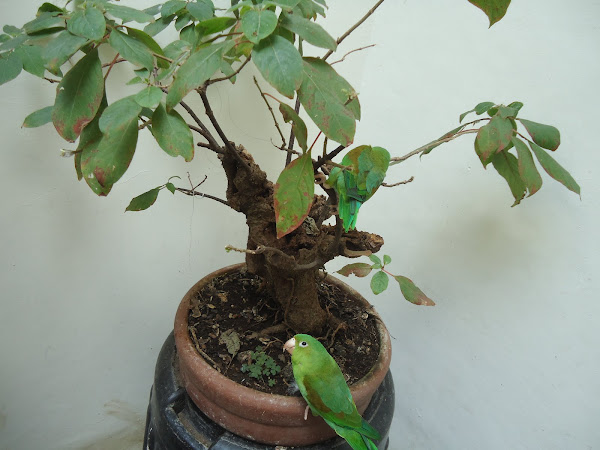 Perico Verde ( Catalnica) | Project Noah