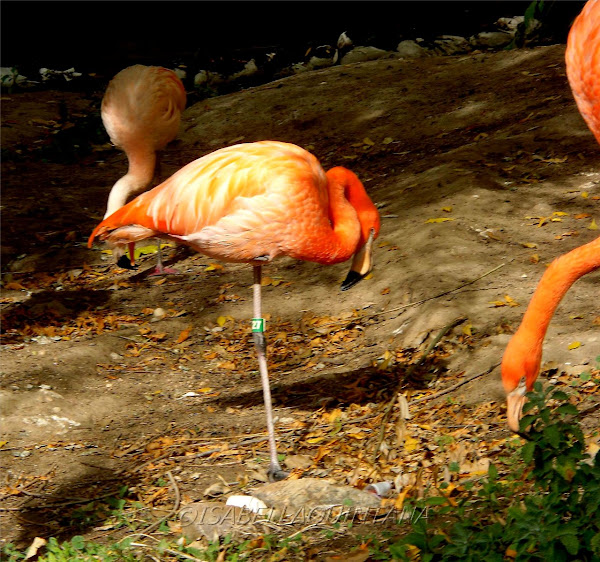 Flamingo | Project Noah