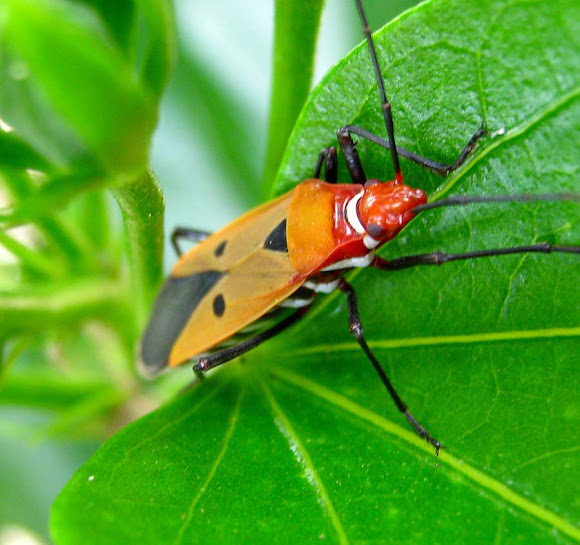 Red Cotton Stainer | Project Noah