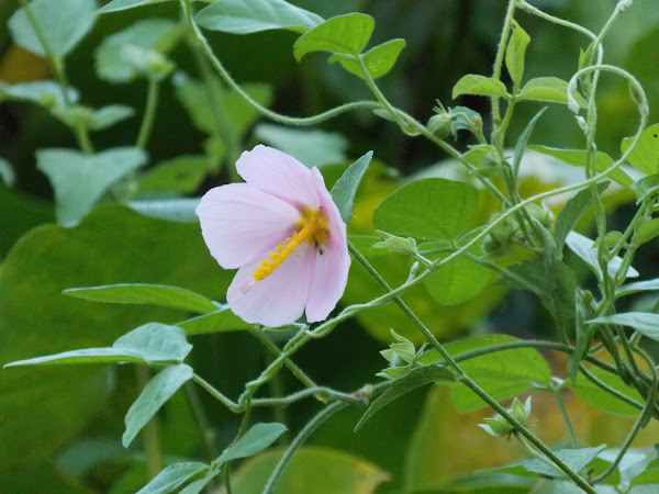 Salt Marsh Mallow | Project Noah