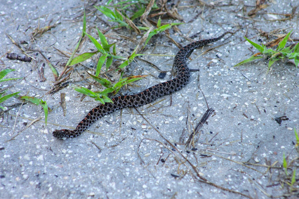 Pygmy Rattlesnake | Project Noah