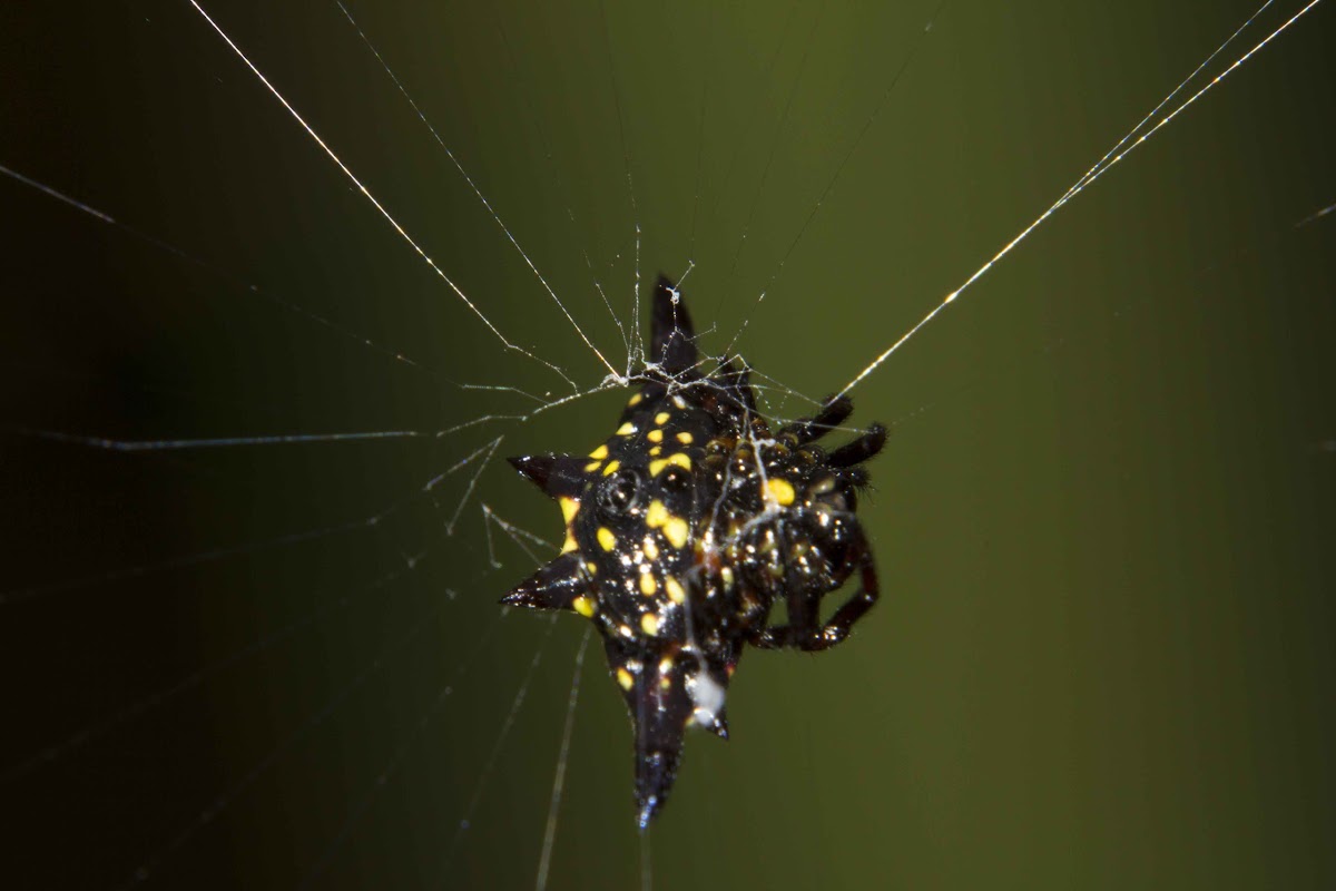 Northern Jewelled Spider | Project Noah