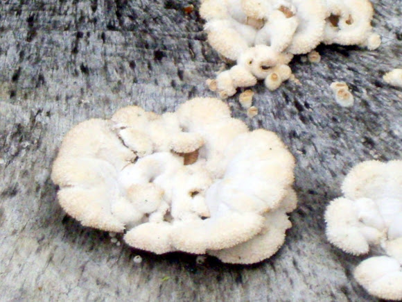 Split Gill Fungus | Project Noah