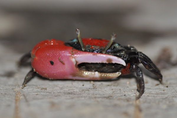 Fiddler Crab | Project Noah