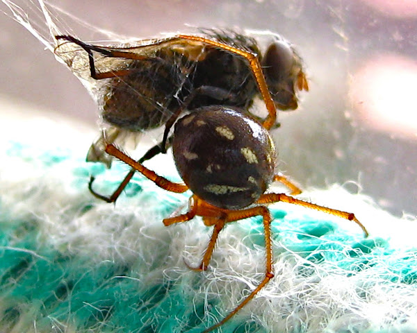 Red House Spider (with prey) | Project Noah