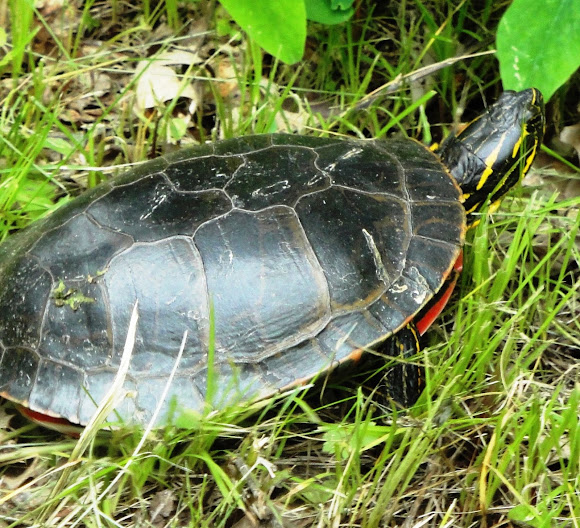 Western Painted Turtle | Project Noah