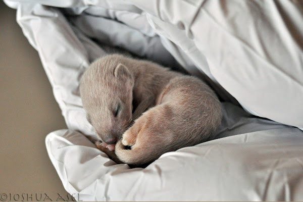Baby Long-tailed Weasel | Project Noah