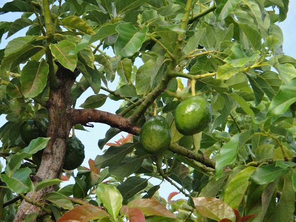 Avocado Tree | Project Noah