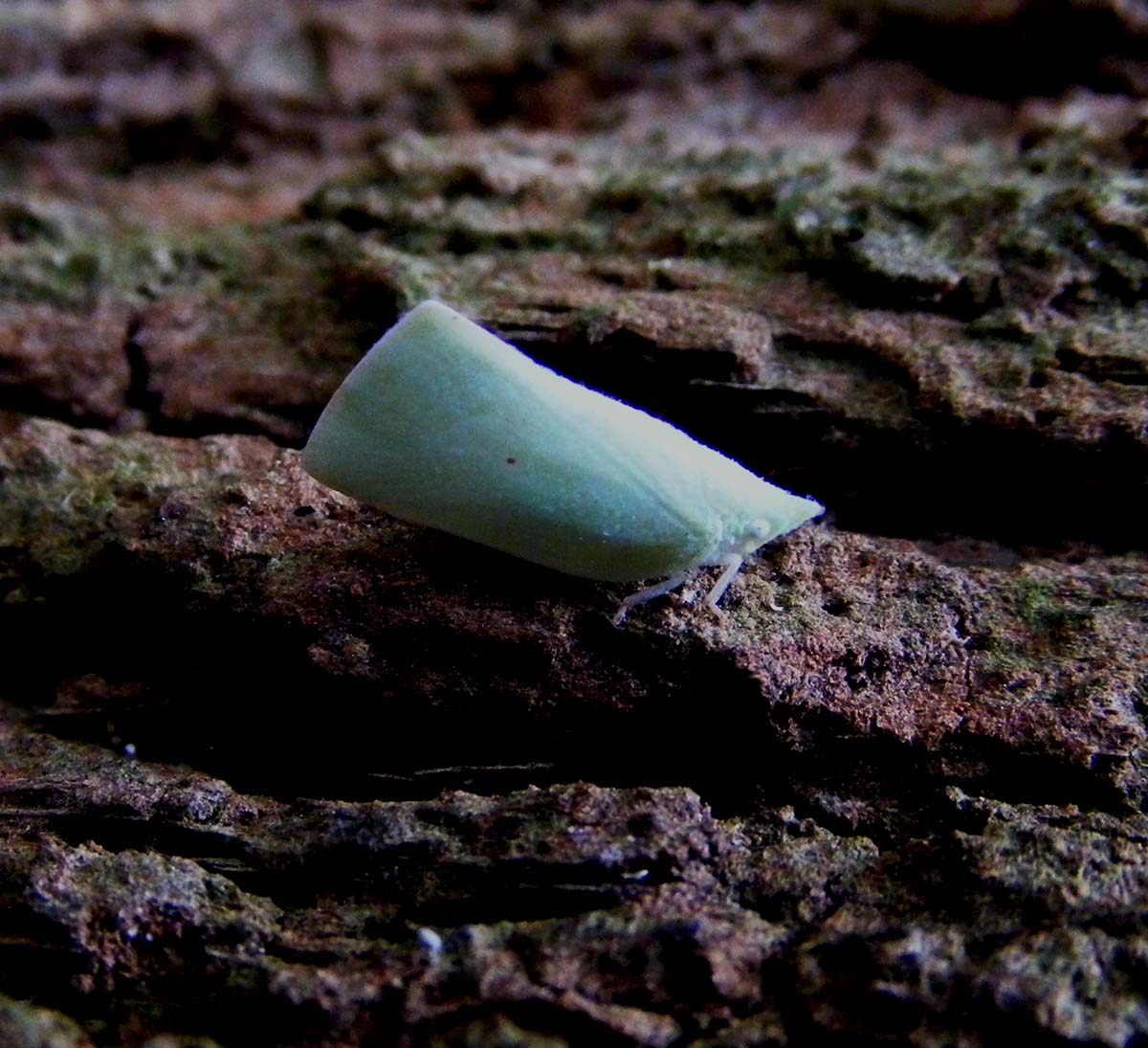 Mango (Flatid) Planthopper | Project Noah