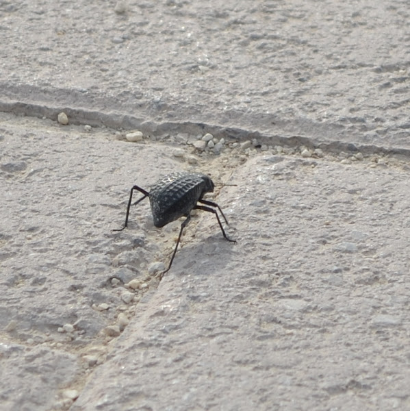 Pitted Beetle | Project Noah