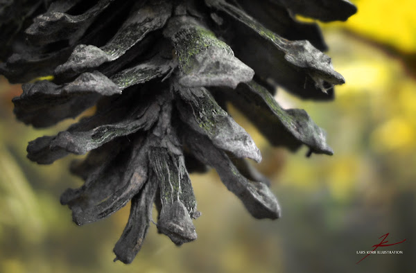 Pine cone | Project Noah