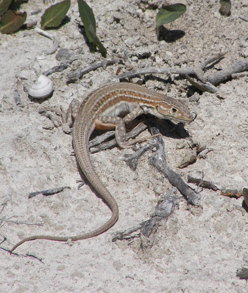 Red-tailed Spiny-footed Lizard? | Project Noah