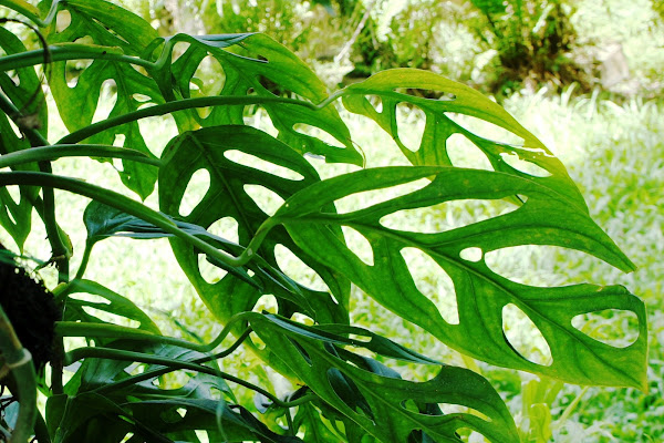 Windowleaf Plant | Project Noah