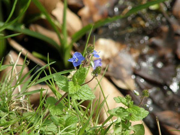 Brooklime | Project Noah