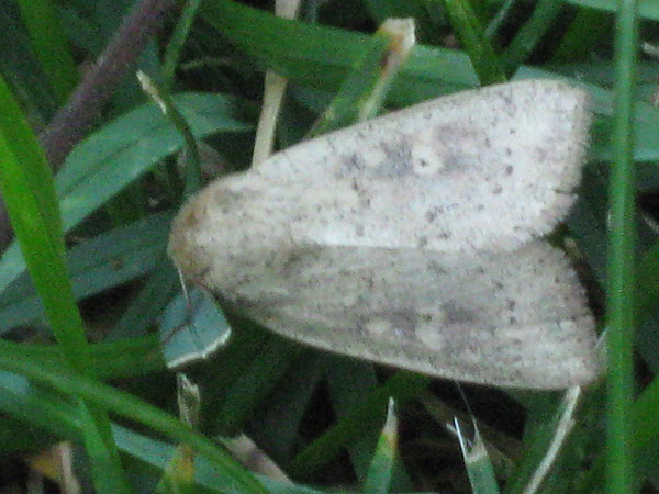 Unarmed Wainscot Moth | Project Noah