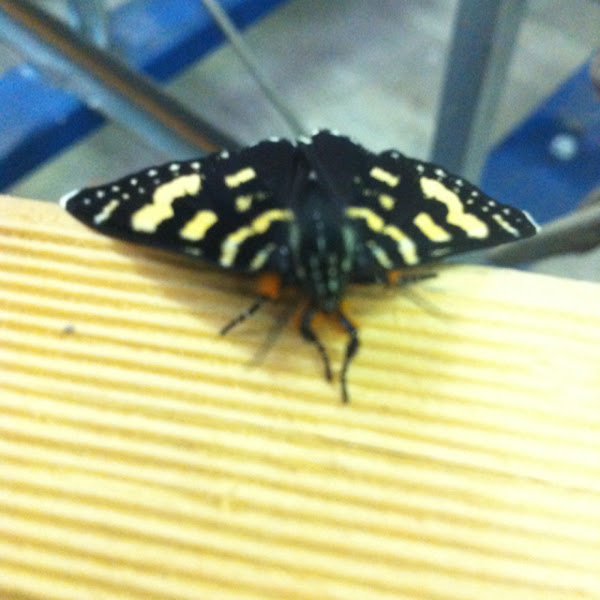 Grapevine Moth | Project Noah