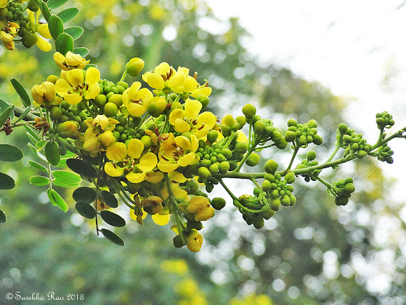 Siamese Cassia or Kassod Tree | Project Noah