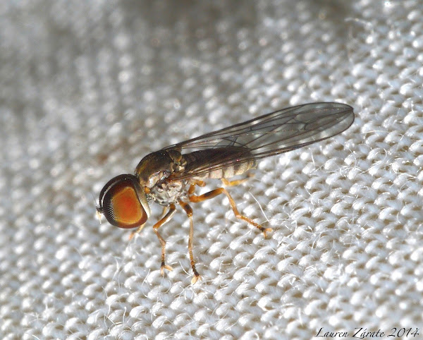 Big-Headed Fly | Project Noah