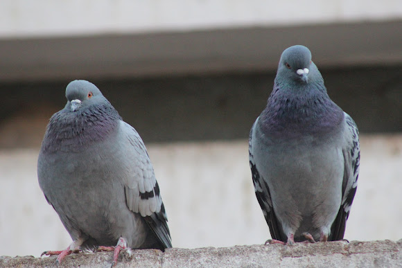 Pigeon; paloma doméstica; paloma de Castilla | Project Noah