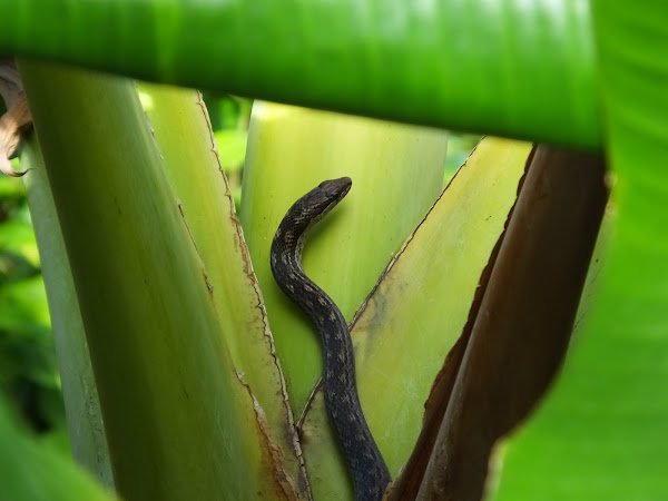 Saba Racer, Red-bellied Racer, Orange-bellied Racer | Project Noah