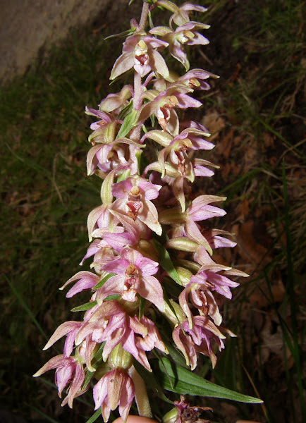 Broad-leaved Helleborine orchid | Project Noah