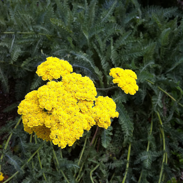 Camphor Tansy | Project Noah