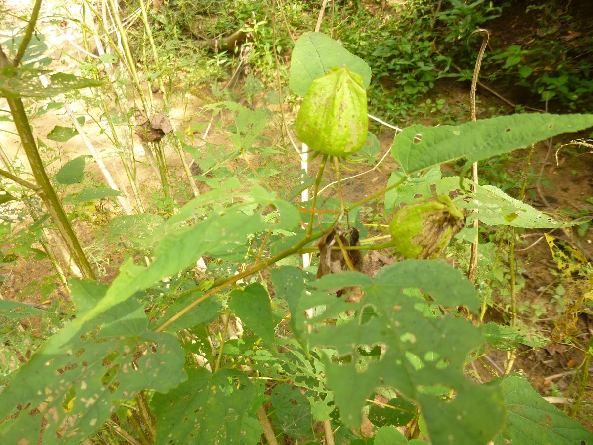 Swamp Mallow | Project Noah