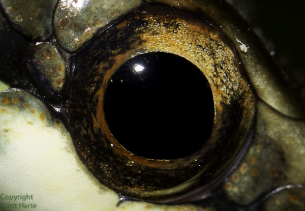 Northern Tree Snake | Project Noah