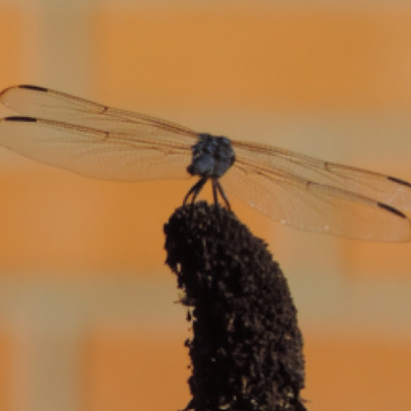 Slaty Skimmer | Project Noah