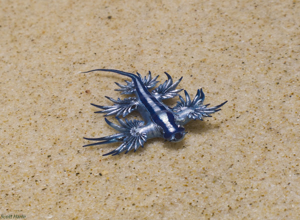 Atlantic Glaucus | Project Noah