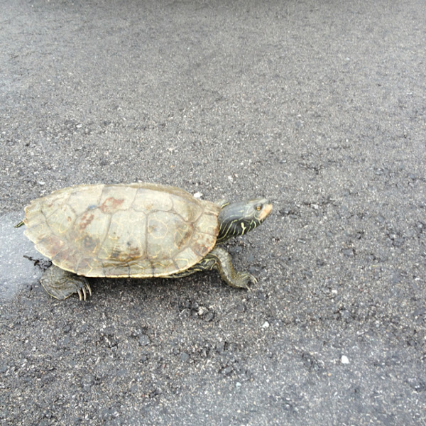 Northern map turtle | Project Noah