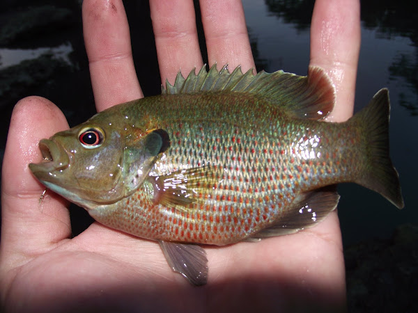 Red-spotted Sunfish | Project Noah
